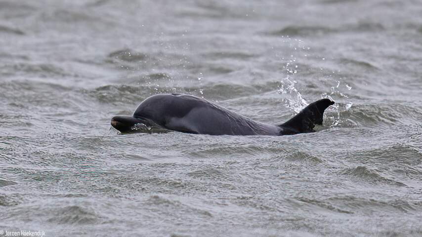Zorgen over gestreepte dolfijn bij Hoek van Holland, dier mogelijk in ...