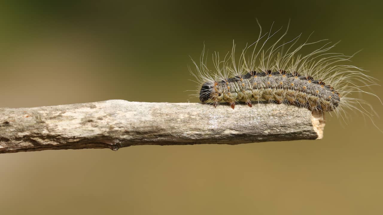 Eerste eikenprocessierupsen kruipen bijna uit ei, overlast valt waarschijnlijk mee | Dieren | NU.nl