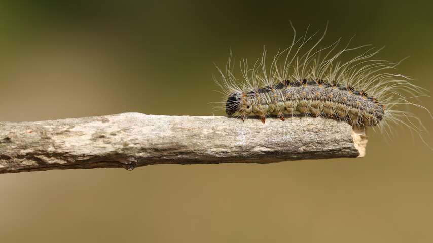 Eerste eikenprocessierupsen kruipen bijna uit ei, overlast valt waarschijnlijk mee | Dieren | NU.nl