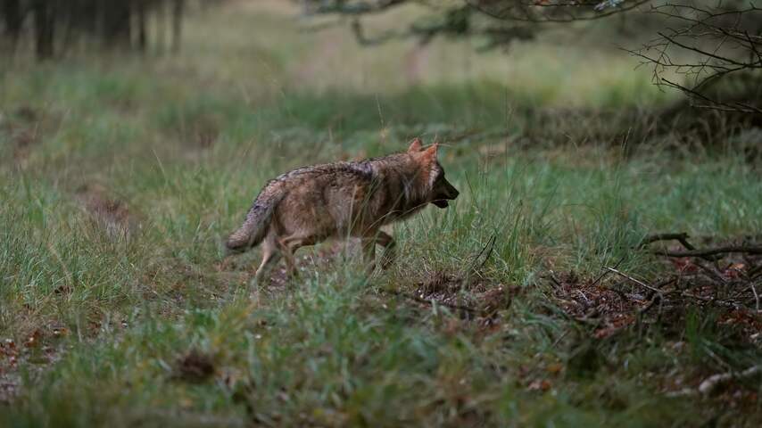 Noord-Holland meldt sporen wolf: dier nu alleen nog niet gezien in Zuid ...