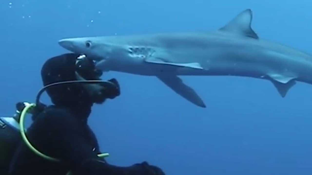 Blauwe haai 'kust' duiker in Atlantische Oceaan | NU.nl