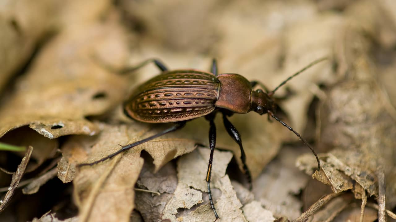 'Dramatische afname van insecten in natuurgebieden Nederland' | Dieren ...