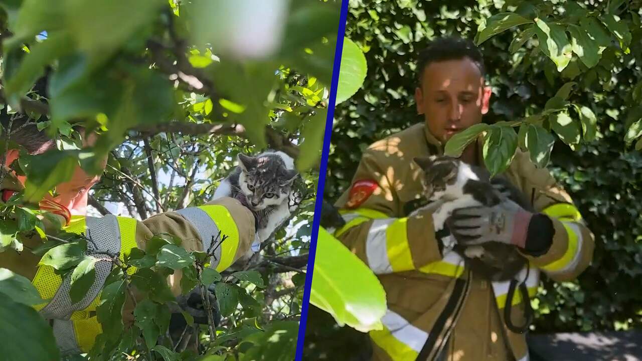 Miauwende kitten zit met pootje vast in boom en wordt gered | NU.nl Miauwende kitten zit met pootje vast in boom en wordt gered | NU.nl