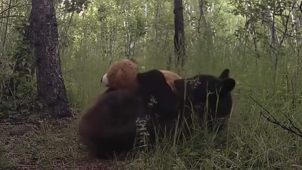 Wilde beren spelen met knuffelberen in Amerikaanse bossen | NU.nl