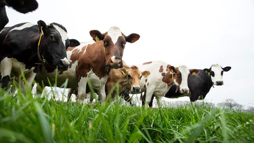 Beter Leven keurmerk groeit, 'consument moet nu doorpakken ...