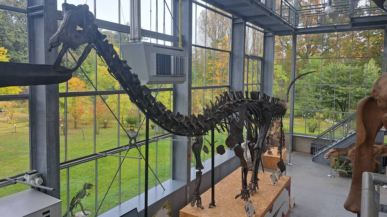 Door Nederlandse stagiair ontdekte dinosoort krijgt naam | Binnenland ...