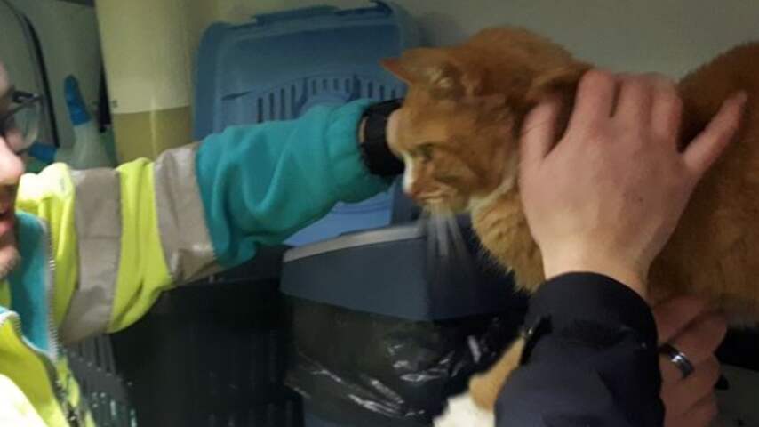 Politie redt kat die weken opgesloten zat op boot in Alphen aan den ...