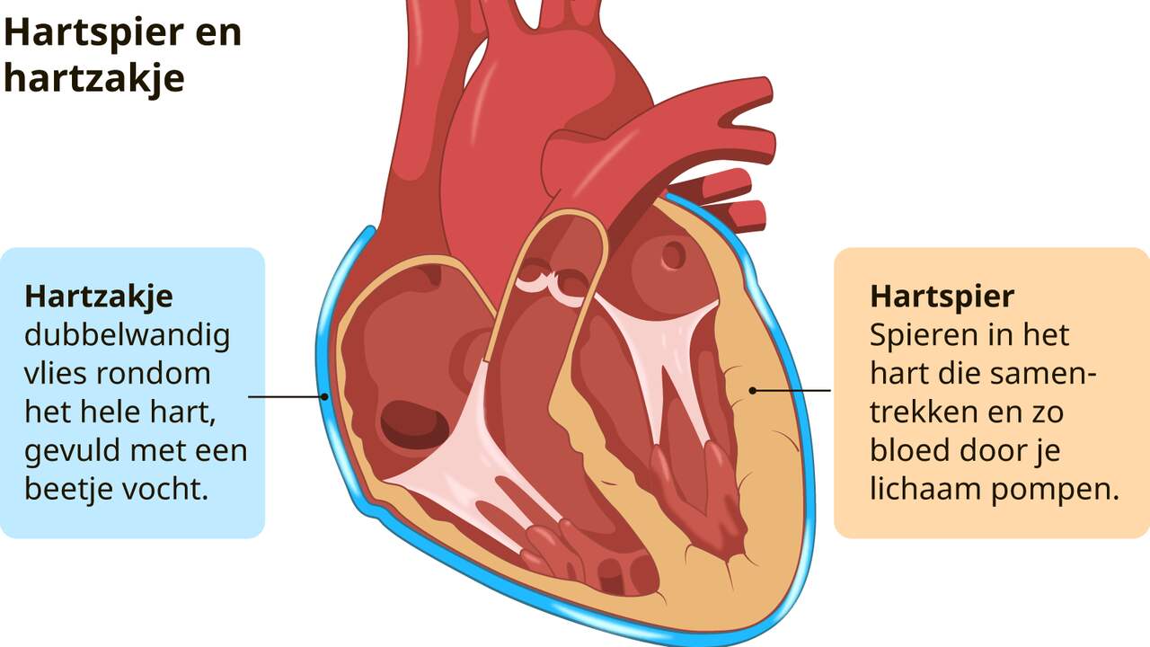 Hartspierontsteking zeldzame bijwerking van coronavaccins: wat is het ...