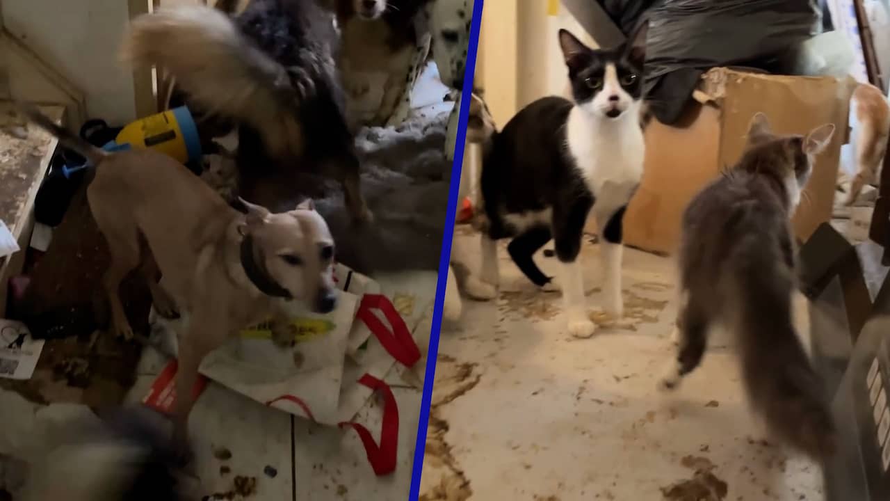 Tientallen verwaarloosde honden en katten uit vieze woning in Breda gehaald | Dieren - Oozo.nl