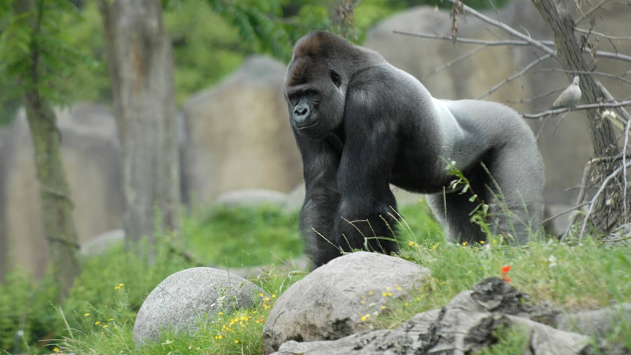 Bokito's body goes to science: 'It doesn't fit into a normal CT scan ...