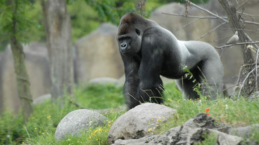 Lichaam Bokito gaat naar de wetenschap: 'Hij past niet in gewone CT ...