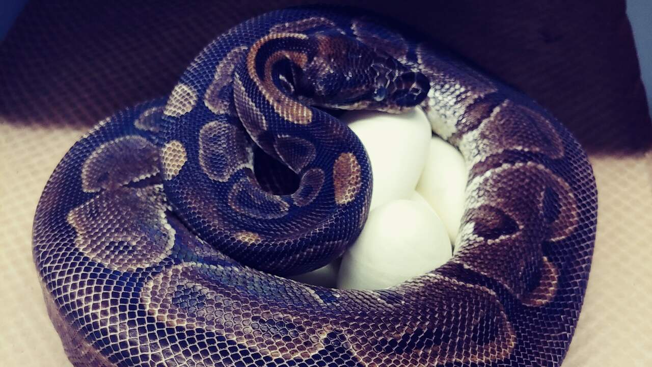 Koningspython van 62 jaar legt bevruchte eieren zonder hulp van ...