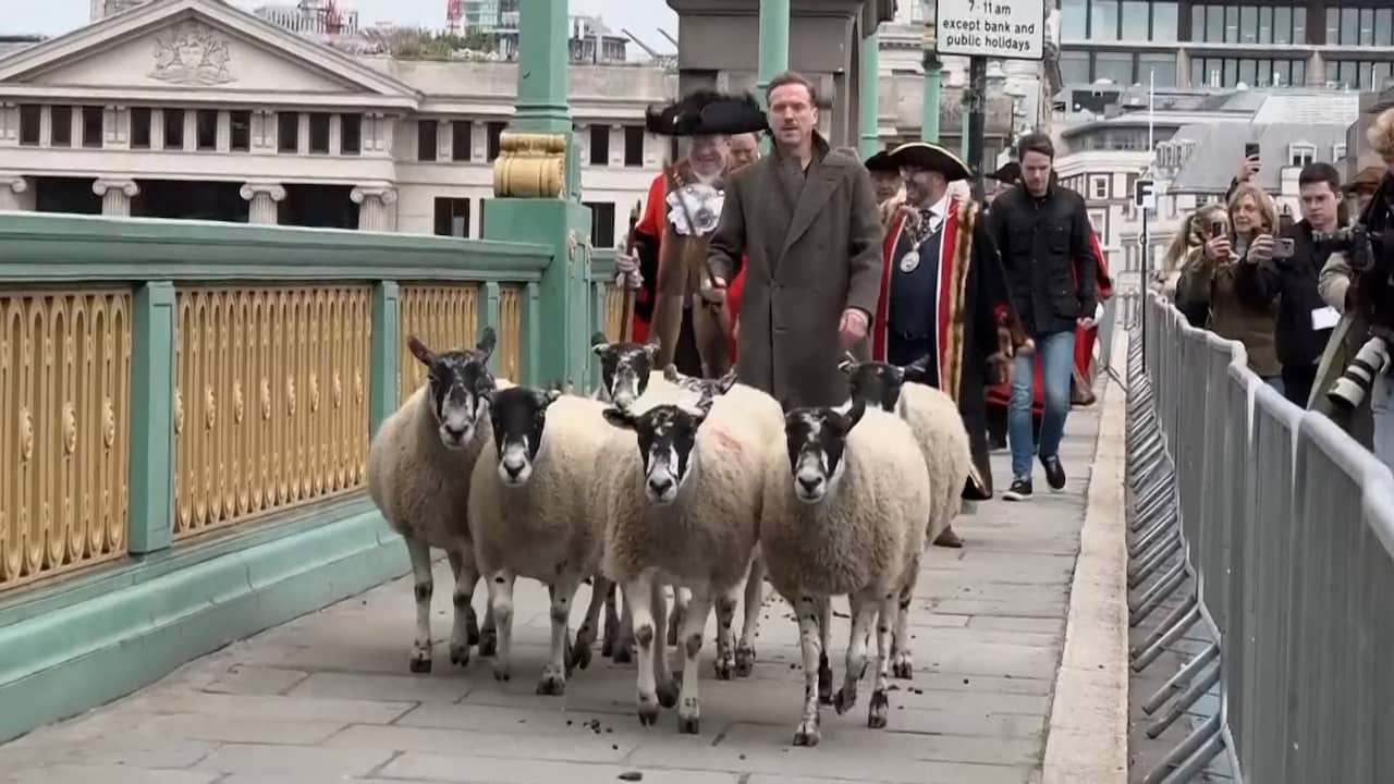 Filmster Damian Lewis drijft kudde schapen over Londense brug | NU.nl