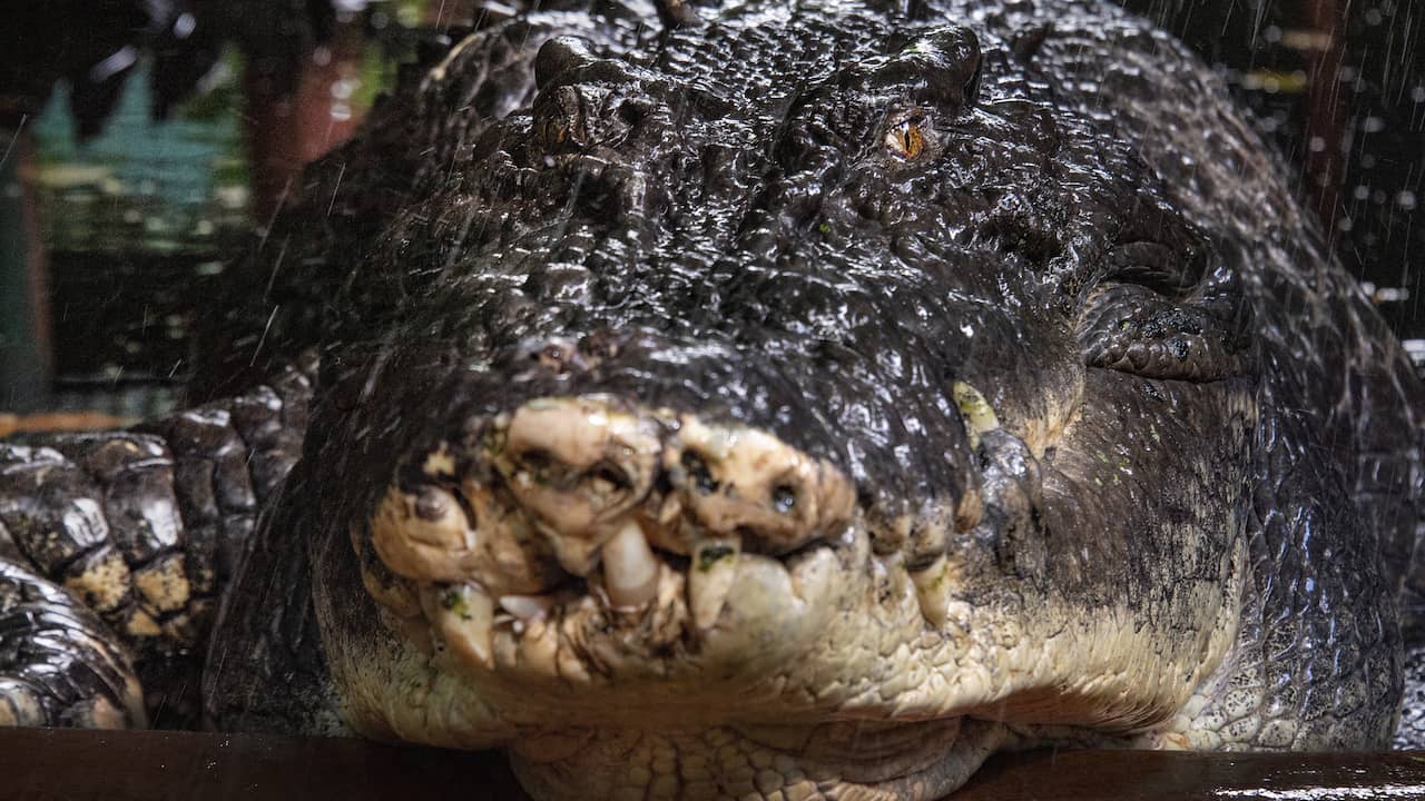 Grootste krokodil in gevangenschap na 110 jaar doodgegaan in Australië | Dieren | NU.nl
