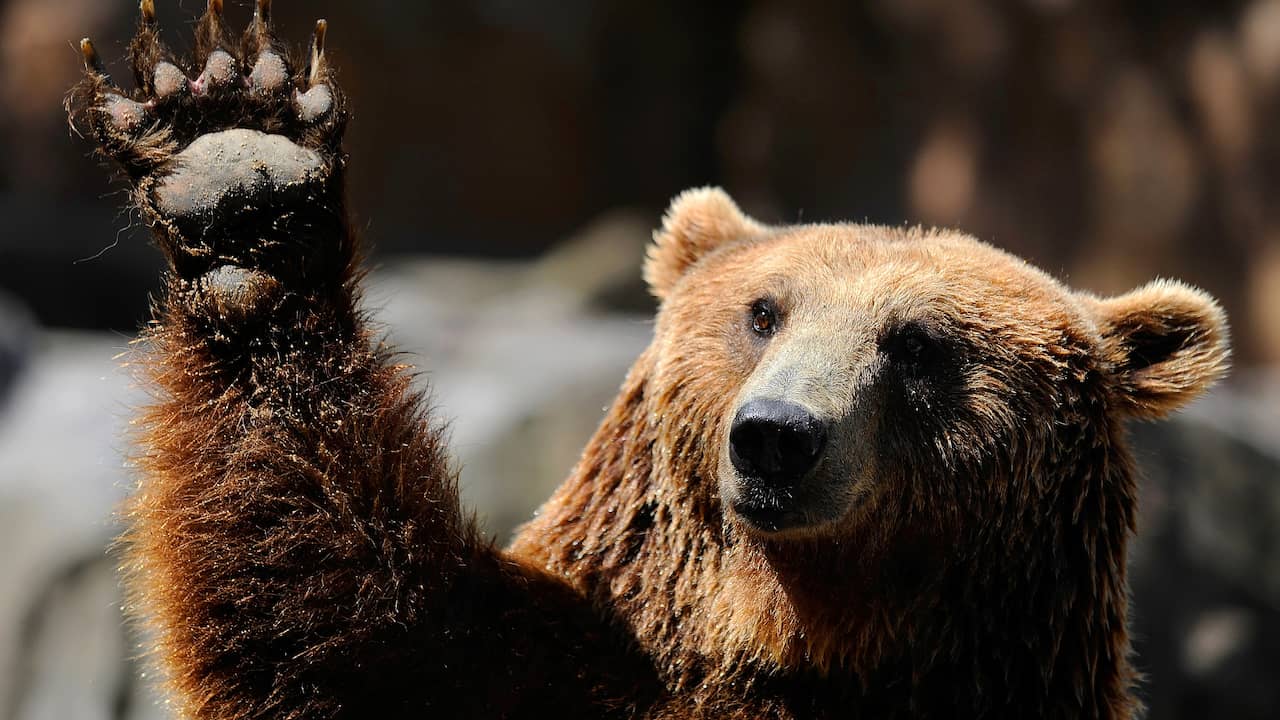 Grizzlybeer weer beschermde diersoort in nationaal park VS | Dieren | NU.nl