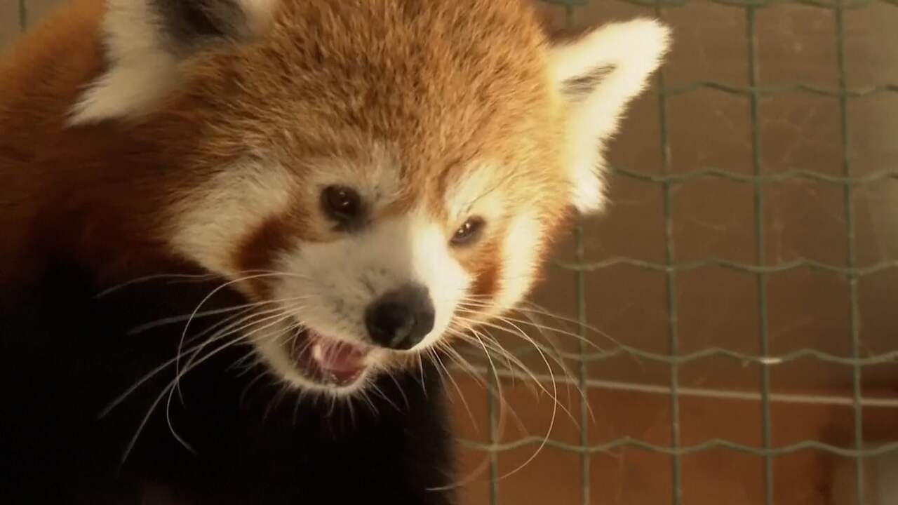 Zeldzame rode panda geboren in Atheense dierentuin | NU.nl