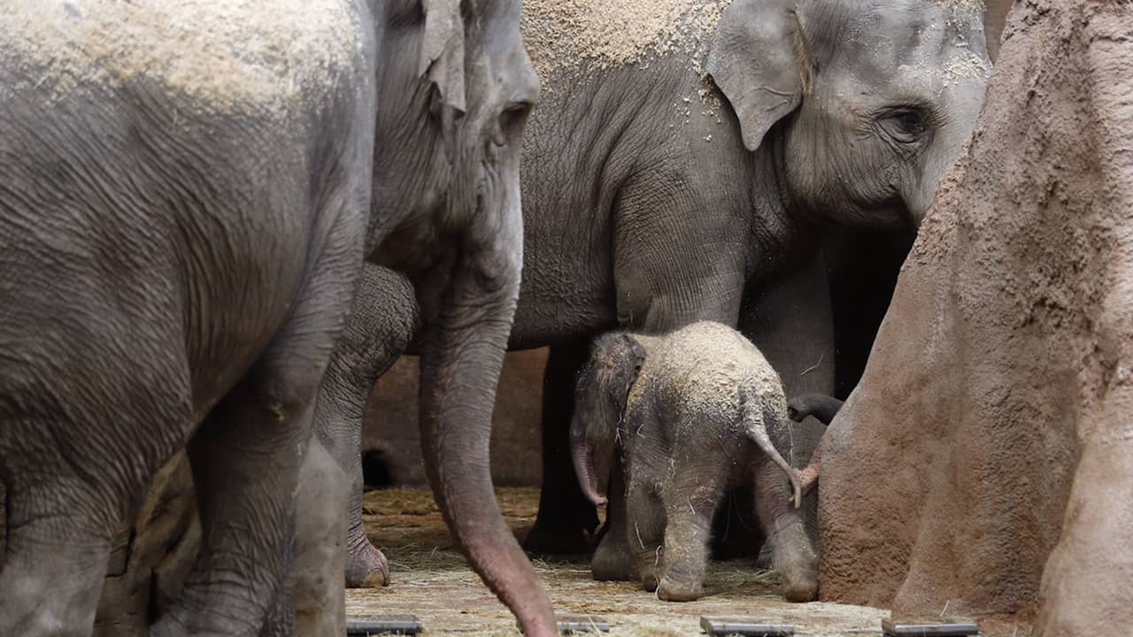 Olifanten Blijdorp maken het goed na overlijden Irma, maar lijken wel wat onrustig | Dieren | NU.nl