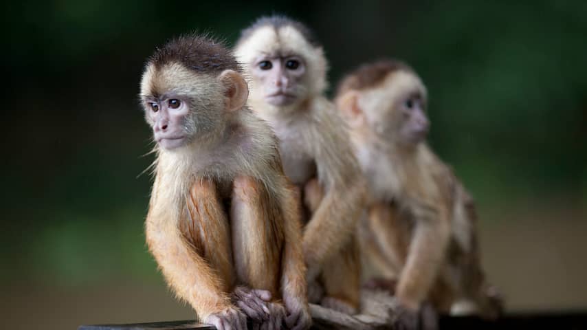 Populaties wilde dieren blijven afnemen, mede door klimaatverandering | Klimaat | NU.nl