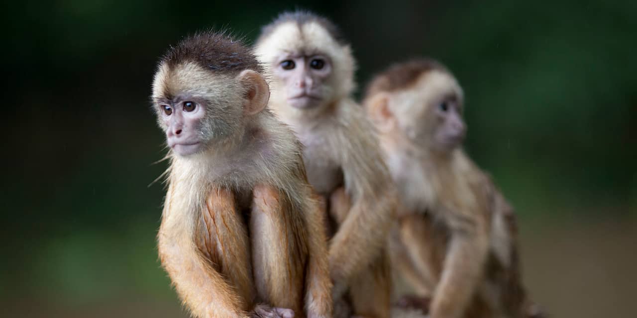 WWF: Populaties wilde dieren blijven afnemen, mede door klimaatverandering