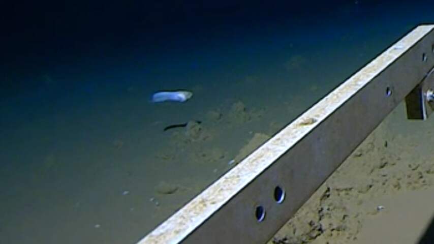 Nooit eerder zagen wetenschappers een vis zó diep onder water zwemmen ...