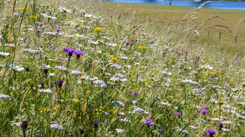 Bermen vol biodiversiteit door één betaalbare maatregel: stop met ...