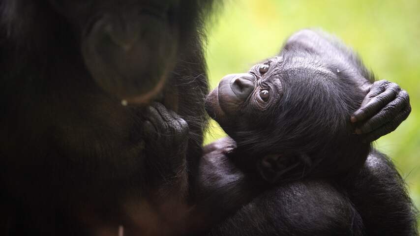Uit Ouwehands ontsnapte bonobo werd opgejaagd door groep en vond sluipweg | Binnenland | NU.nl