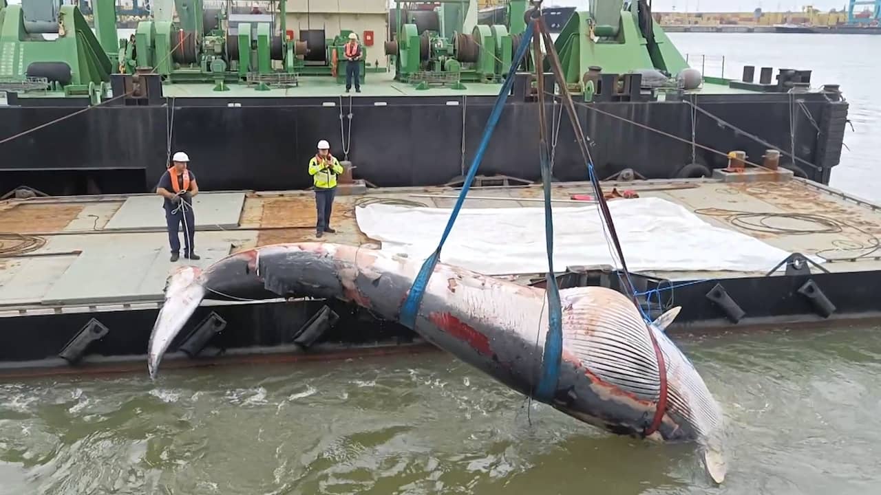 Belgen takelen dode walvis uit haven in Antwerpen | NU.nl