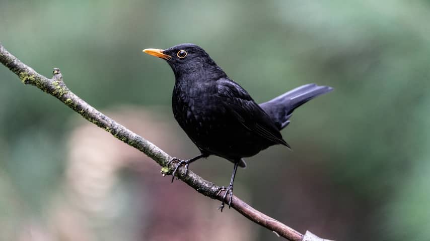 Opnieuw meer dode en zieke merels in Nederland door Usutu-virus | Dieren | NU.nl