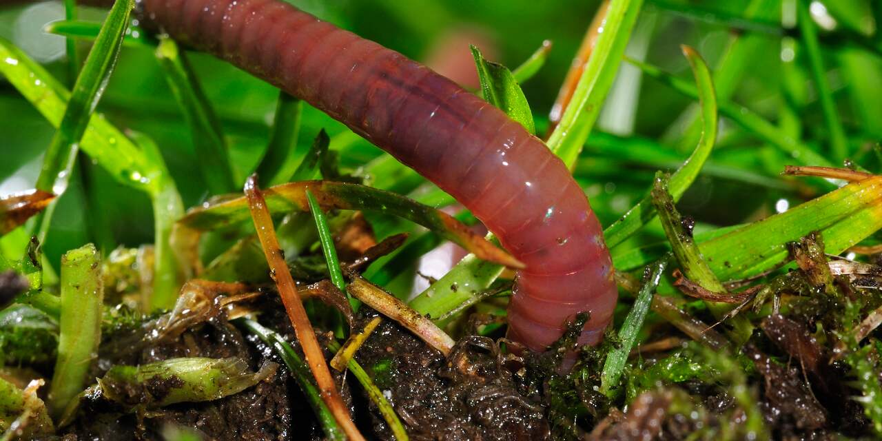Regenworm meest waargenomen in Nederlandse tuinbodem, verslaat pissebed ...