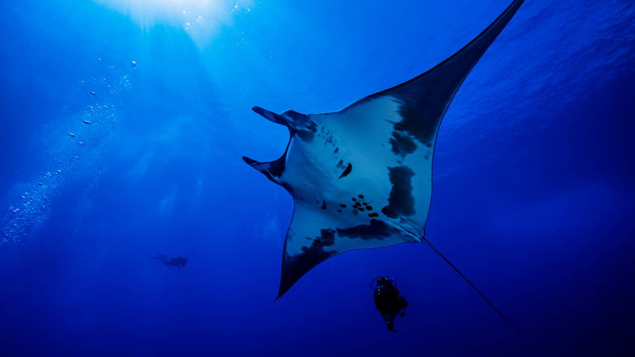 Burgers' Zoo ontvangt 37 nieuwe bijzondere zeedieren | NU - Het laatste ...