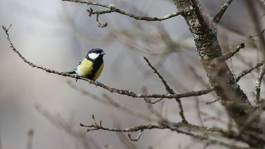 Koolmezen kunnen zich niet snel genoeg aanpassen aan klimaatverandering ...