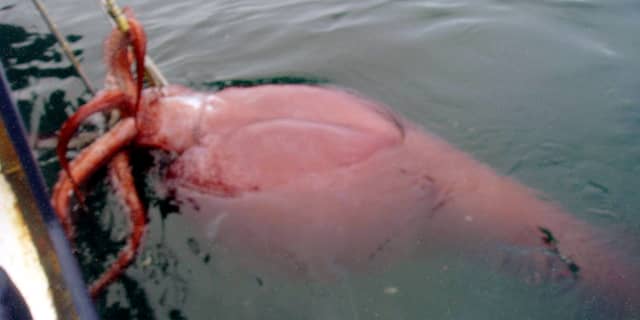 Diep in de zee leven gigantische inktvissen waarvan we vrijwel niets ...