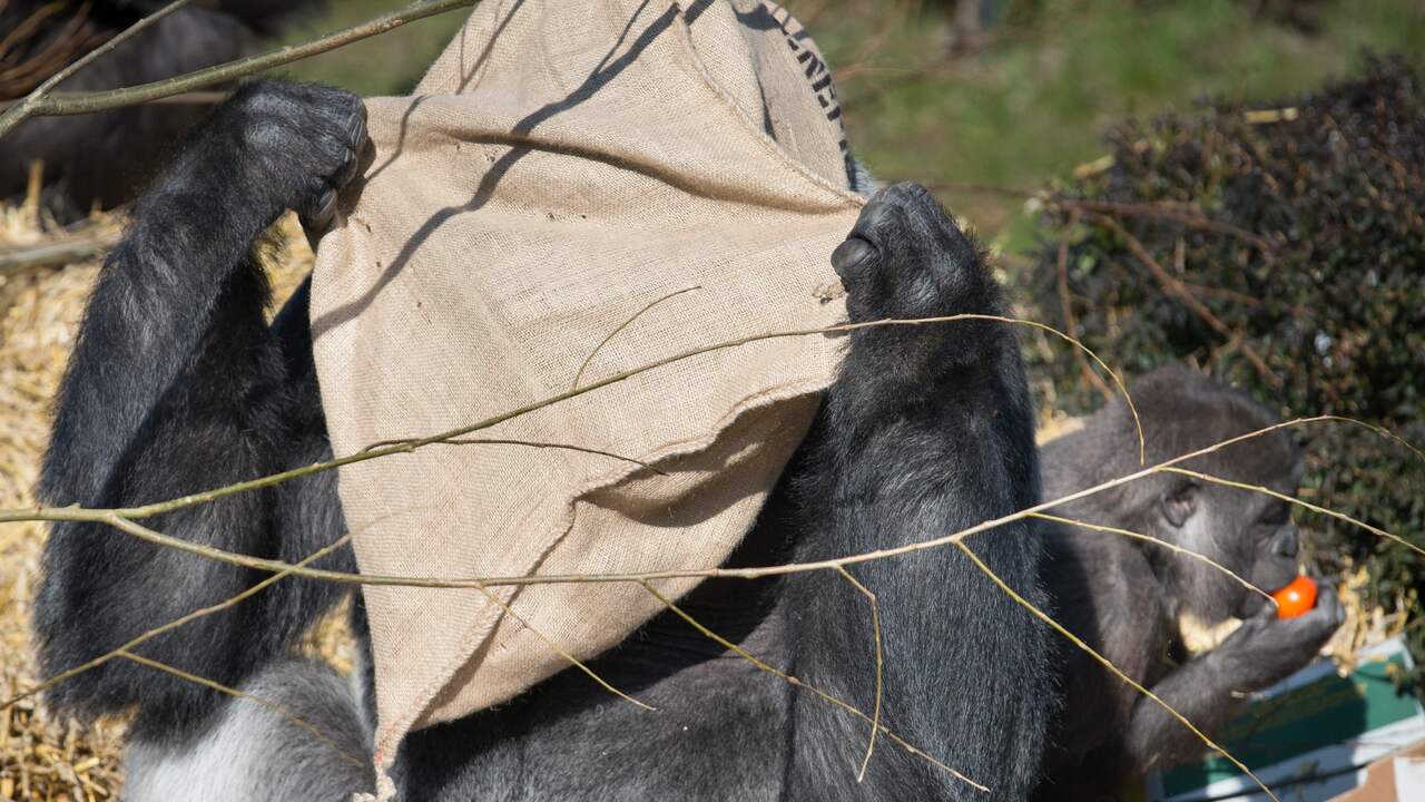 Bokito: berucht door aanval, maar hij stierf als 'familieman' met ...