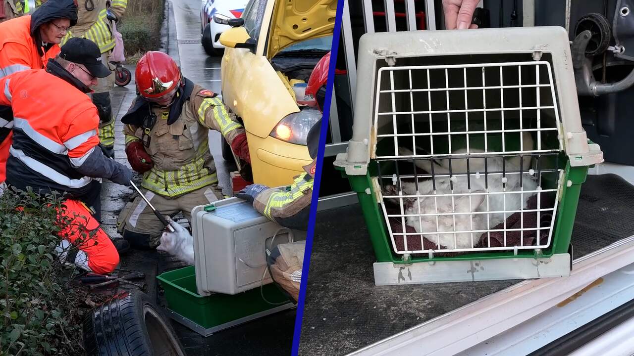 Kat levend uit wielkast gehaald na aanrijding in Zaandam | NU.nl