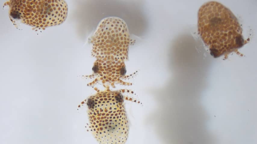 NASA stuurt babyinktvissen en beerdiertjes de ruimte in voor onderzoek ...