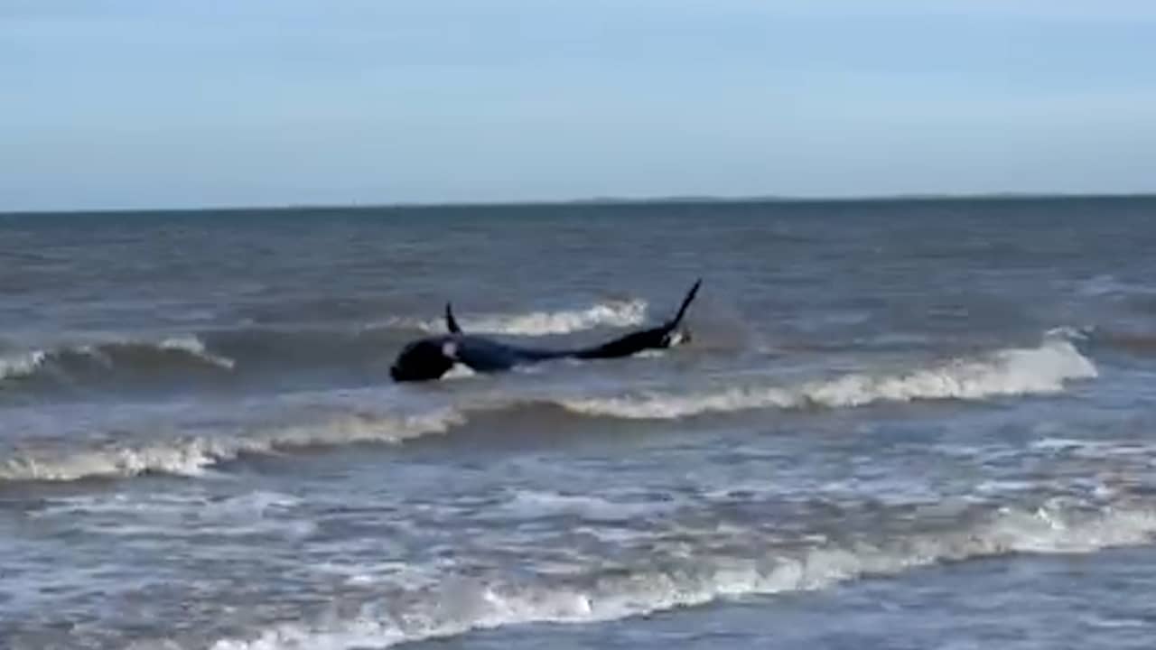 Aangespoelde orka op het strand bij Cadzand is overleden | Dieren | NU.nl