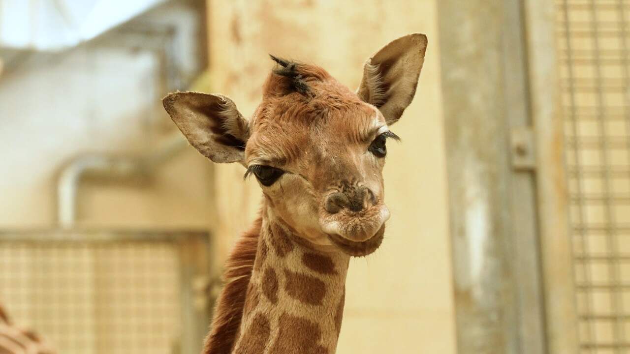 Burgers' Zoo verwelkomt jonge rothschildgiraffe | NU.nl