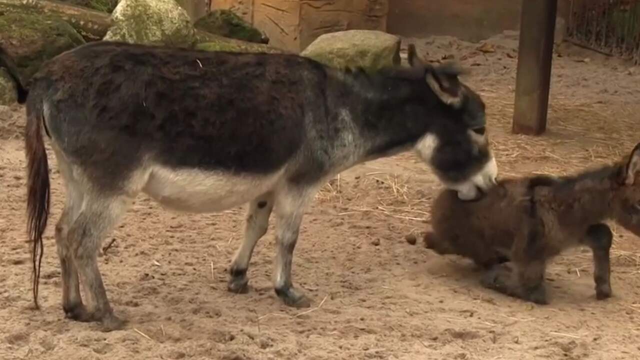Mini-ezel geboren bij Dierenpark Amersfoort | NU.nl