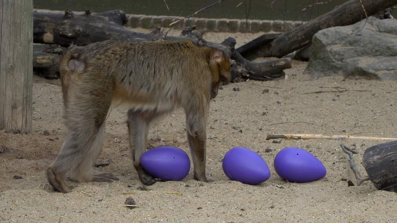 Paastraktatie voor dieren Ouwehands Dierenpark | NU.nl