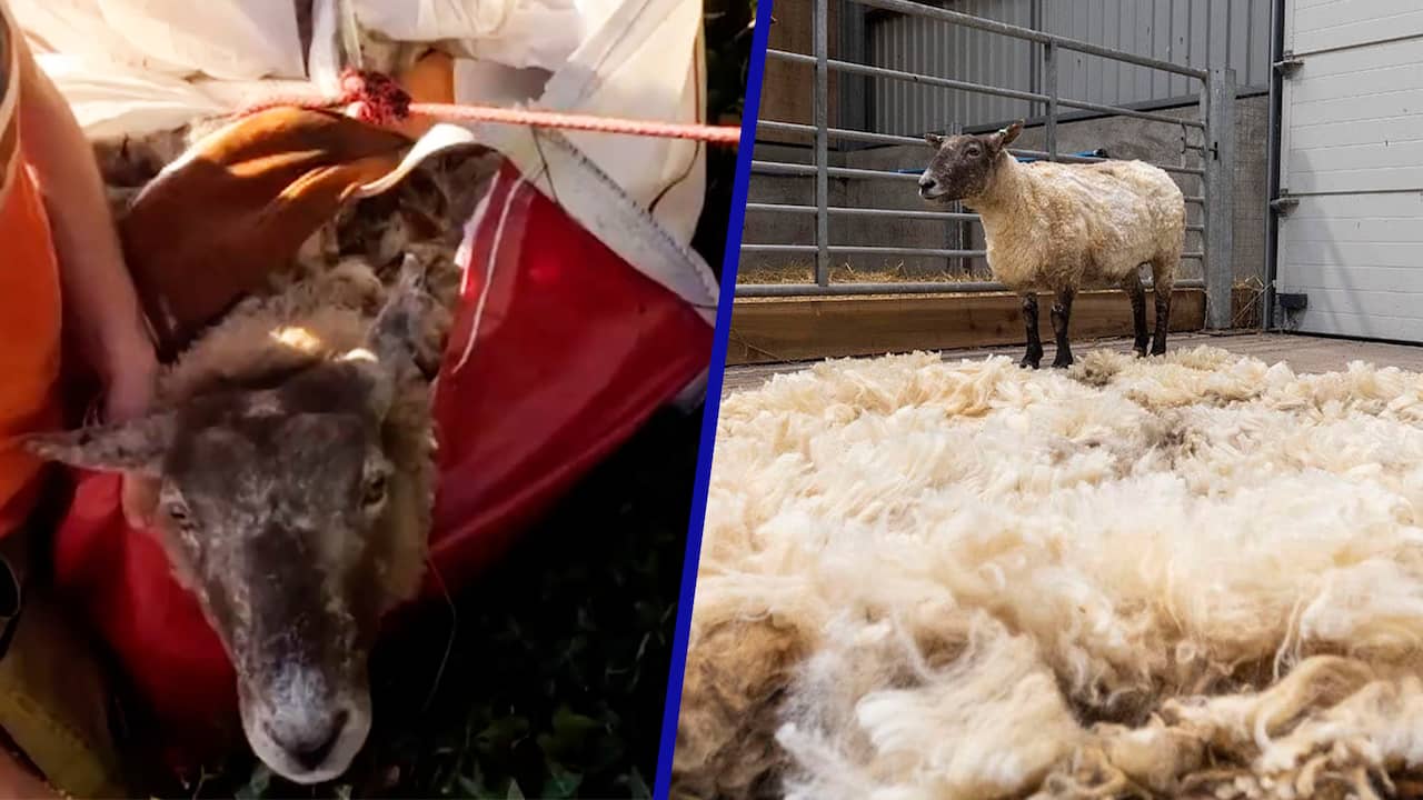 'Eenzaamste Britse schaap' na twee jaar gered van steile klif in ...