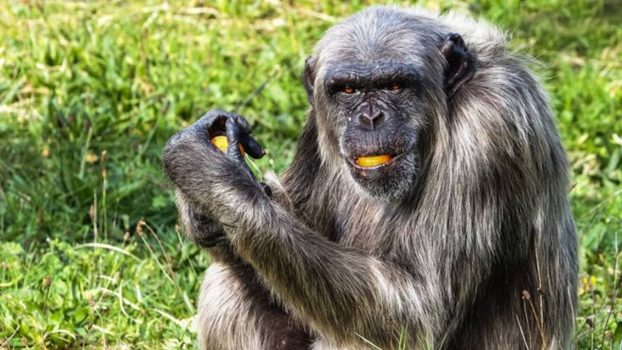 Chimpansee Wouter overleden in Beekse Bergen na gevecht met andere apen ...