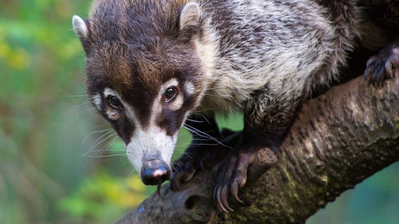 Hoogbejaarde neusberen van Apenheul overleden | Dieren | NU.nl