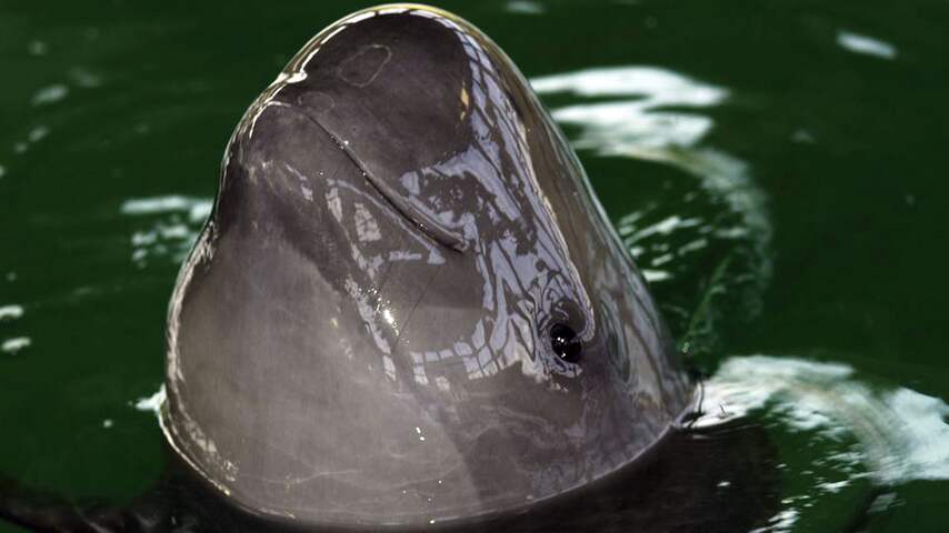 Mexico wil Californische bruinvis redden van uitsterven | Dieren | NU.nl