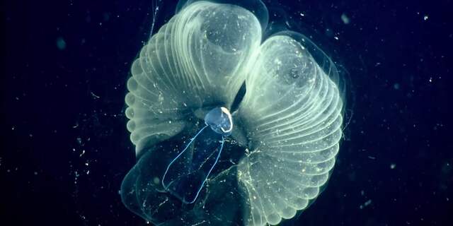 Goed nieuws: Zwemmer door broers gered | Zeedier remt ...