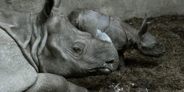 Indische neushoorn geboren in Diergaarde Blijdorp | NU - Het laatste ...