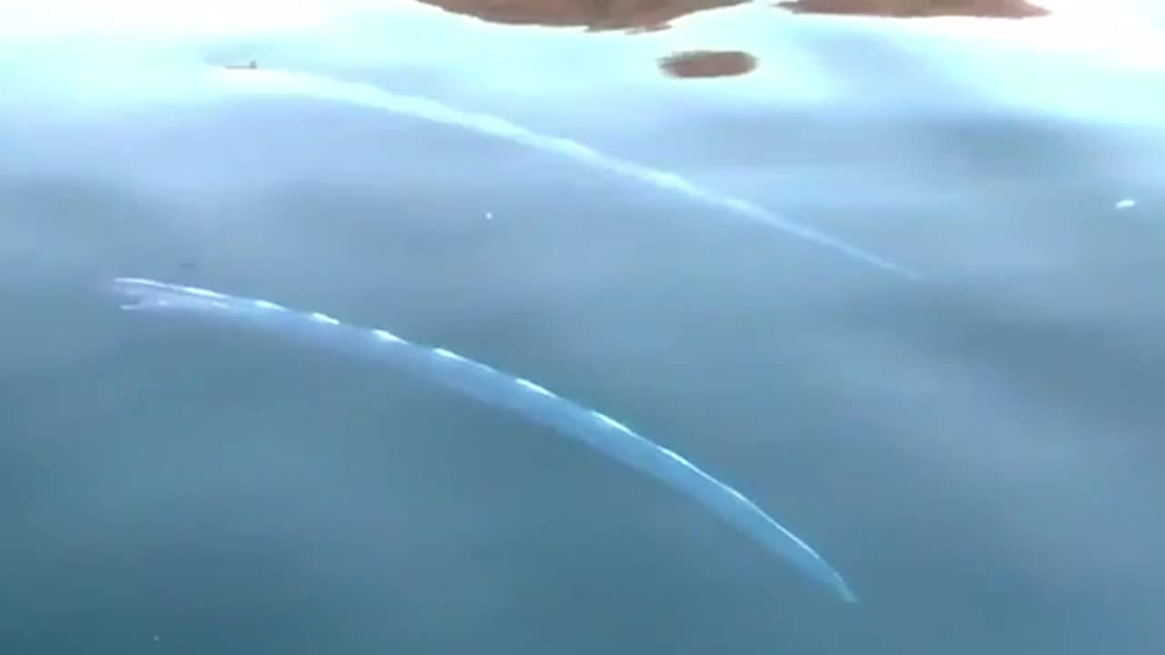 Zeldzame riemvissen vastgelegd in Japan | NU.nl