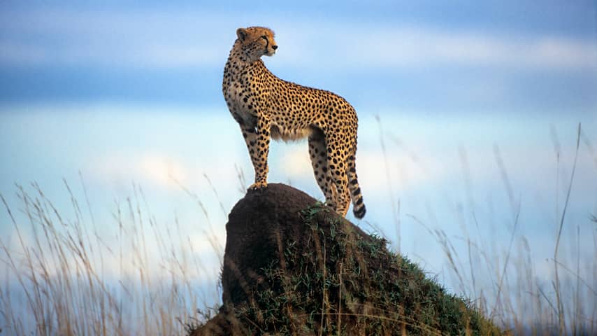 Terugkeer van uitgestorven cheeta in India verloopt allesbehalve vlekkeloos | Dieren | NU.nl