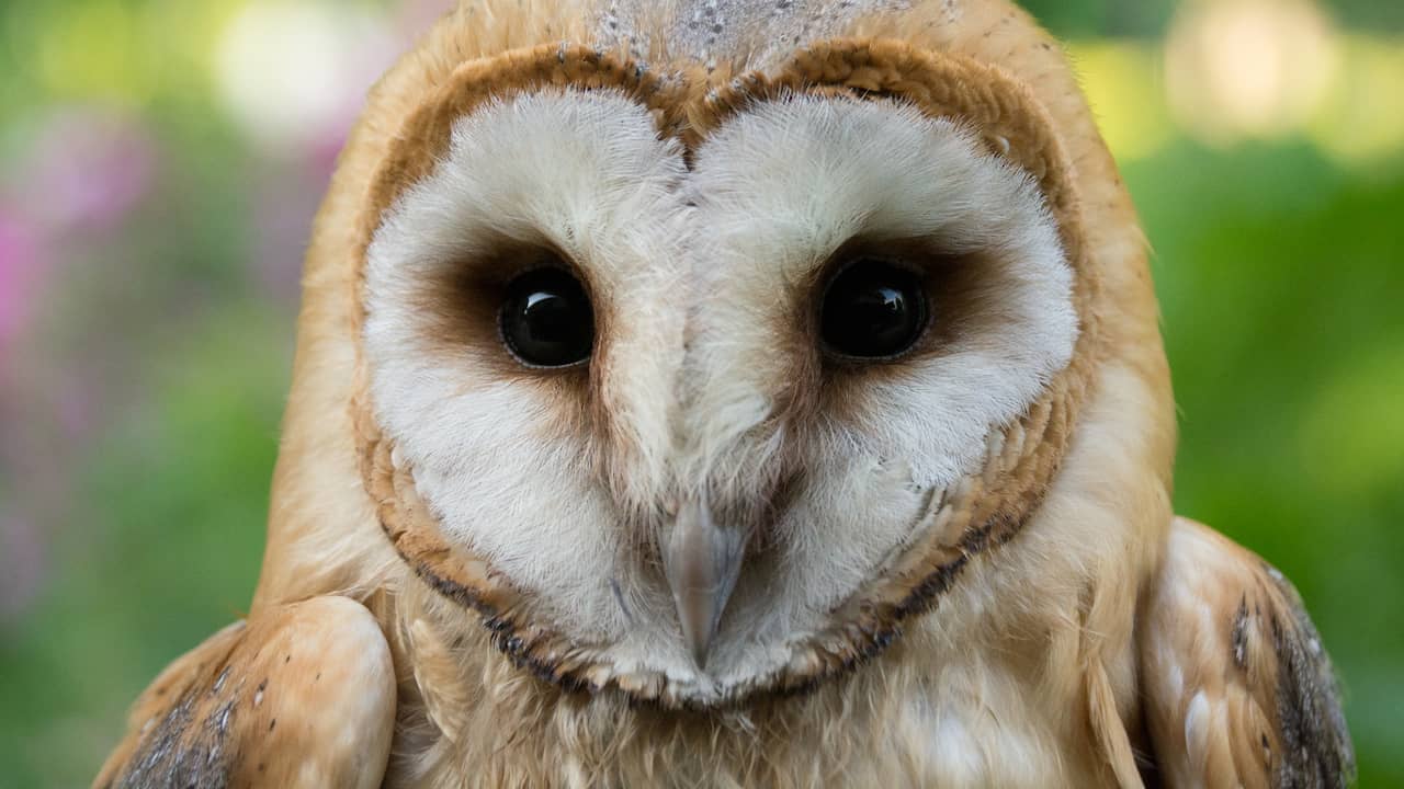 Kerkuilen krijgen speciale zitplaatsen langs Noord-Hollandse wegen ...