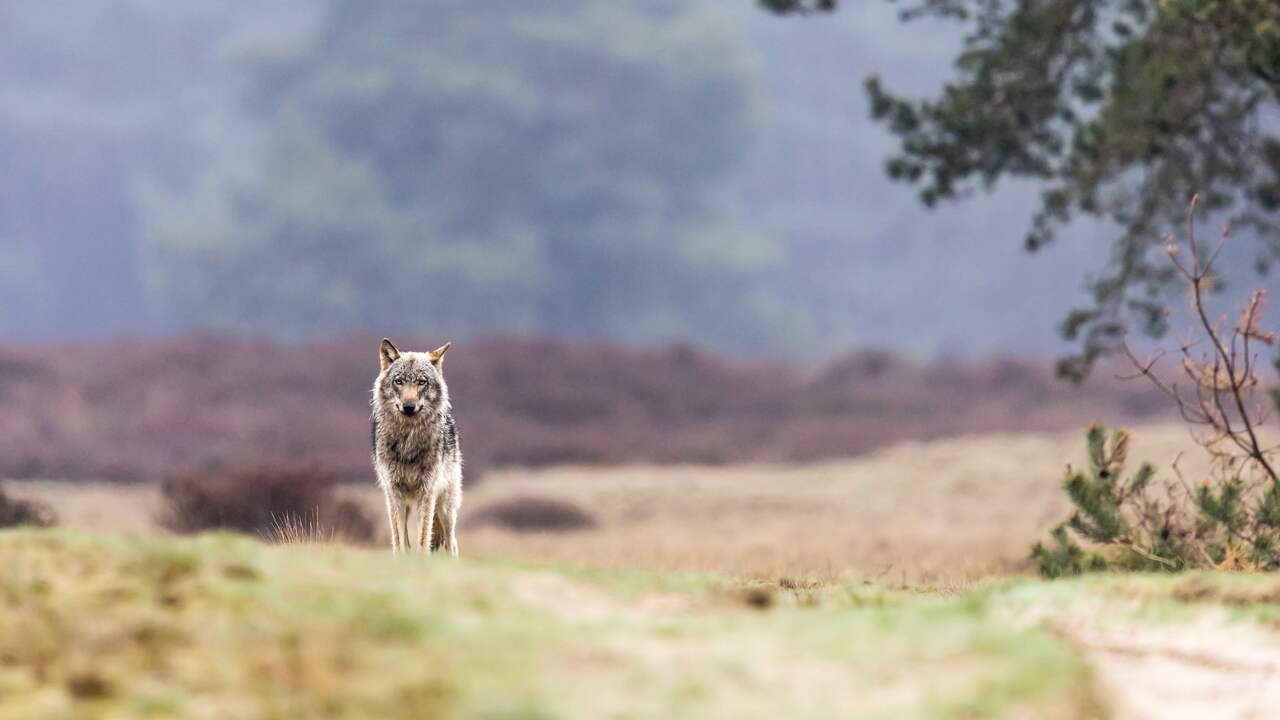 Zo Groot Is De Kans Dat Je Een Wolf Tegenkomt En Dit Moet Je Dan Doen