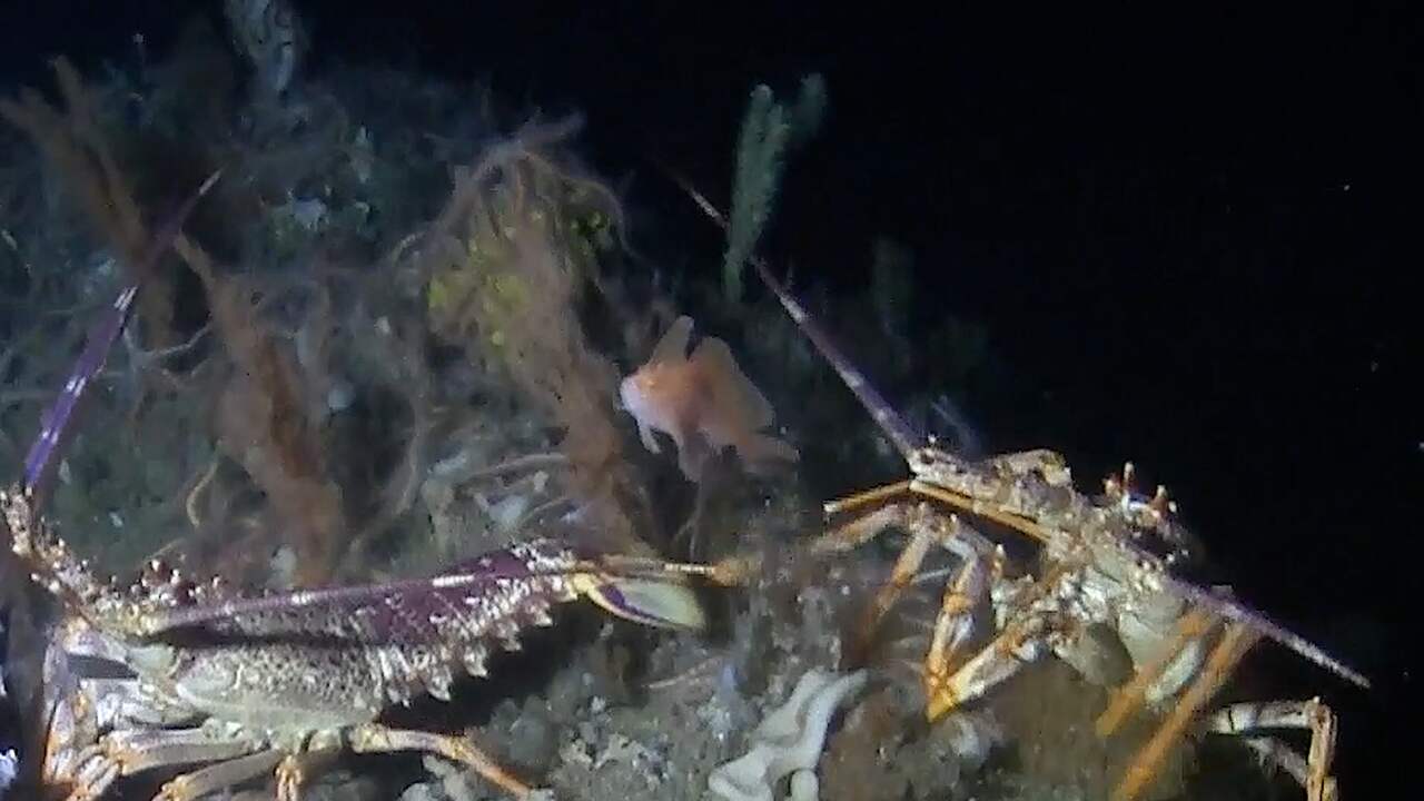 Roze vis met 'handen' voor eerst in 22 jaar gespot bij Tasmanië | NU.nl